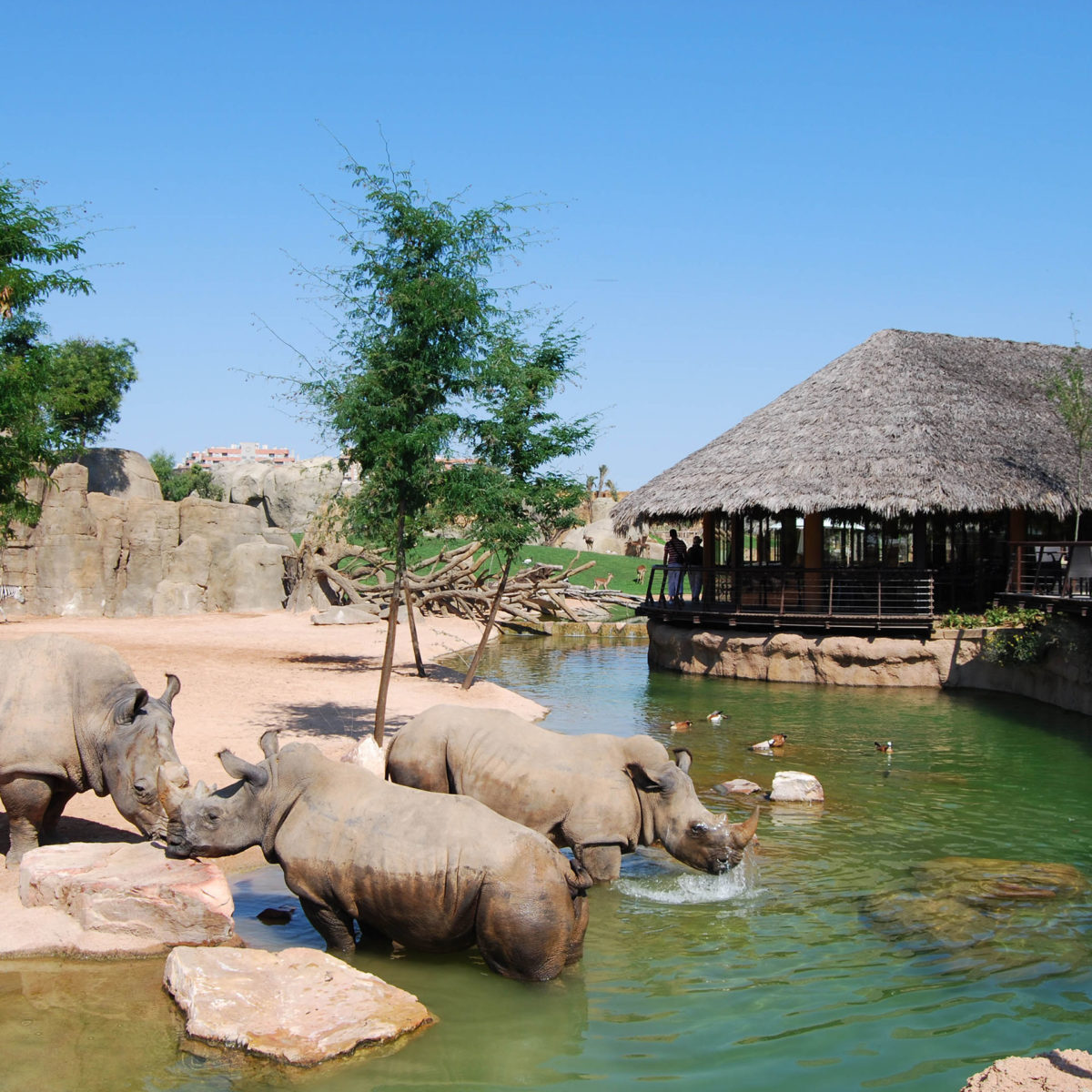 Animal Parks - Amusement Logic