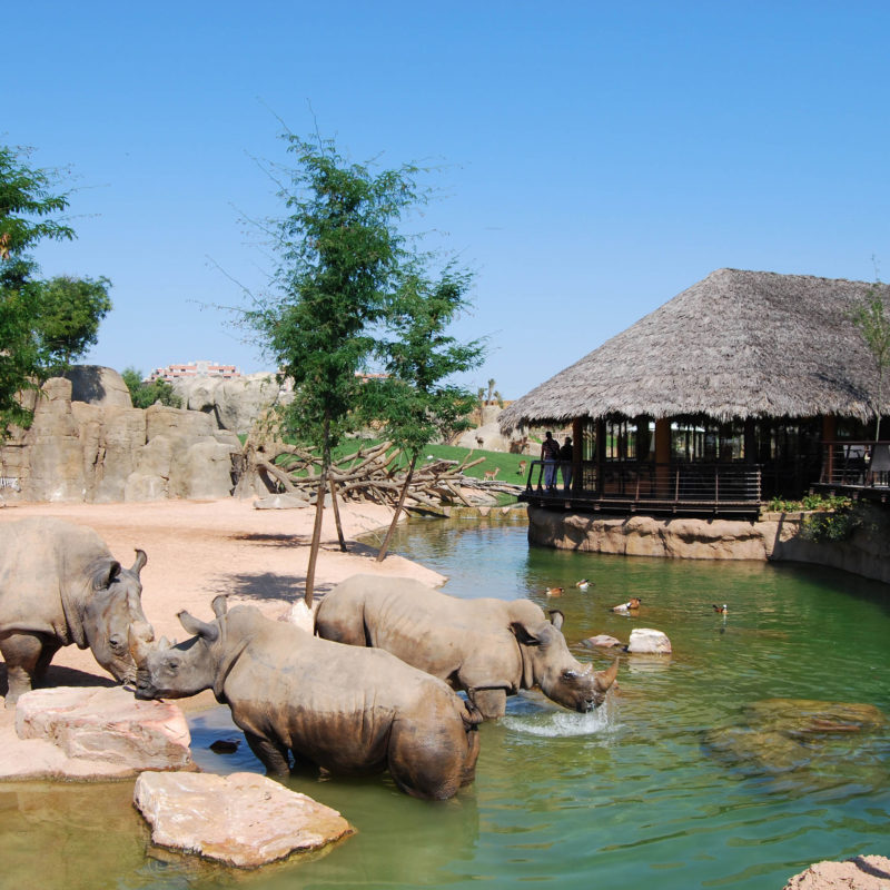 Animal Parks - Amusement Logic