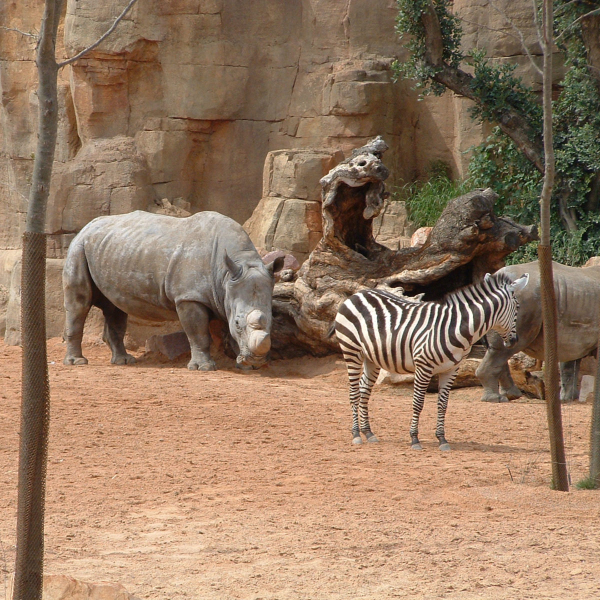 Animal Parks - Amusement Logic