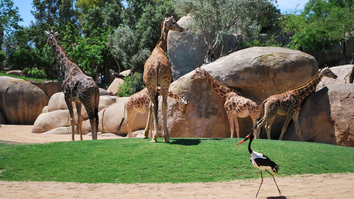 From the world’s oldest zoos to the zoos of today (+GALLERY) – Amusement Logic