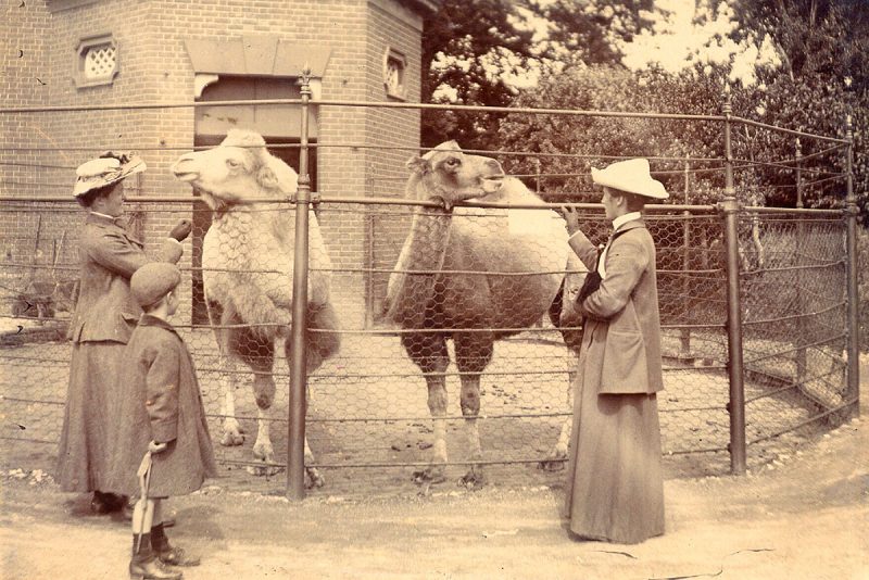 From the world’s oldest zoos to the zoos of today (+GALLERY) – Amusement Logic