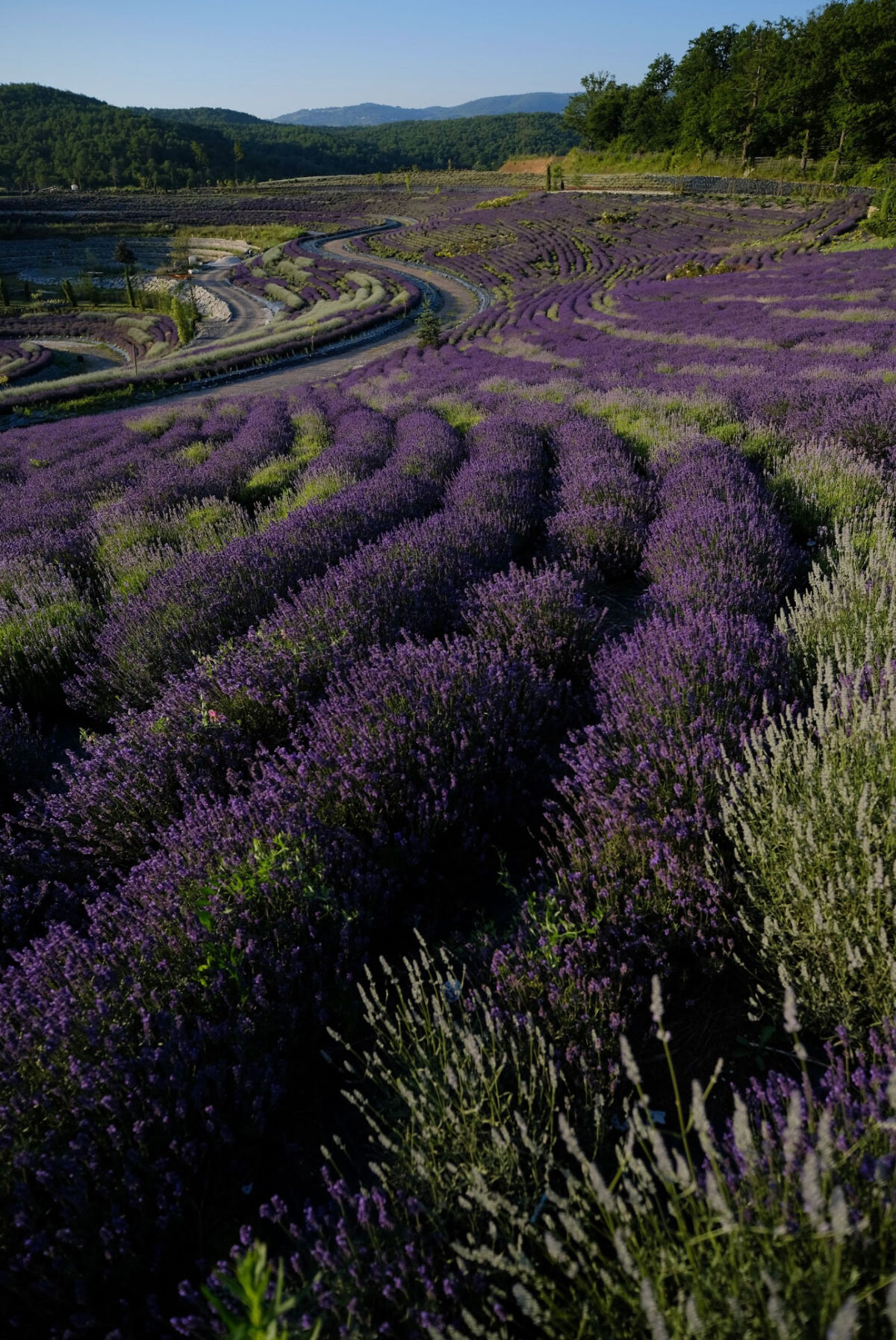 Starry Night Retreat, a park inspired by the art of Vincent Van Gogh