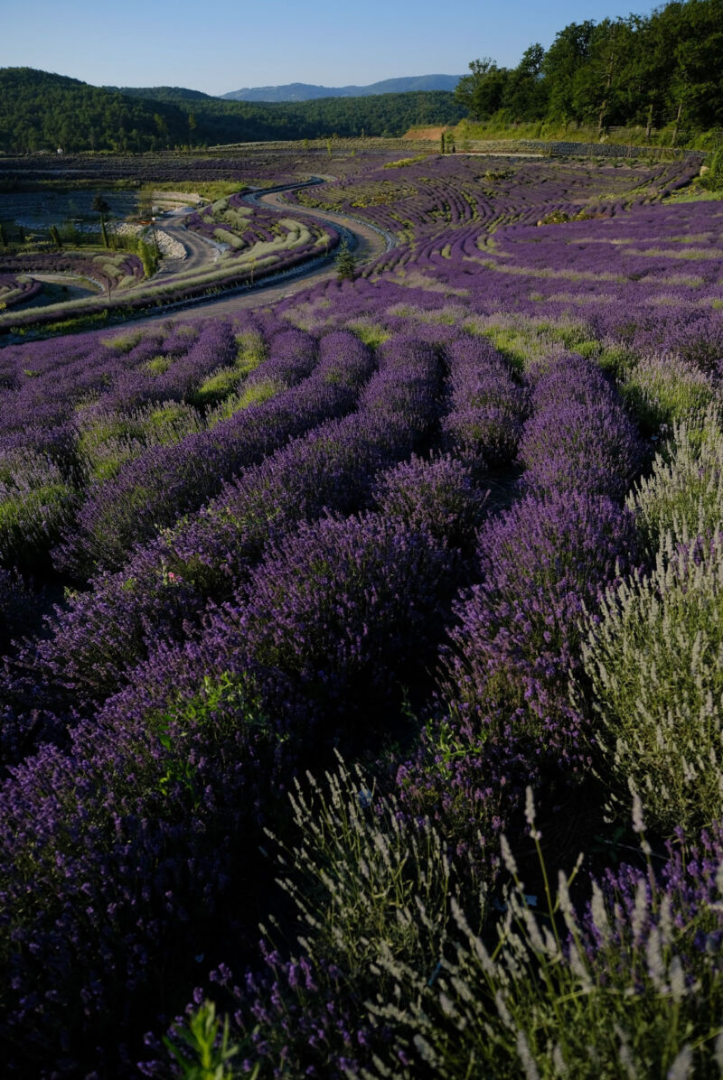 Starry Night Retreat, a park inspired by the art of Vincent Van Gogh