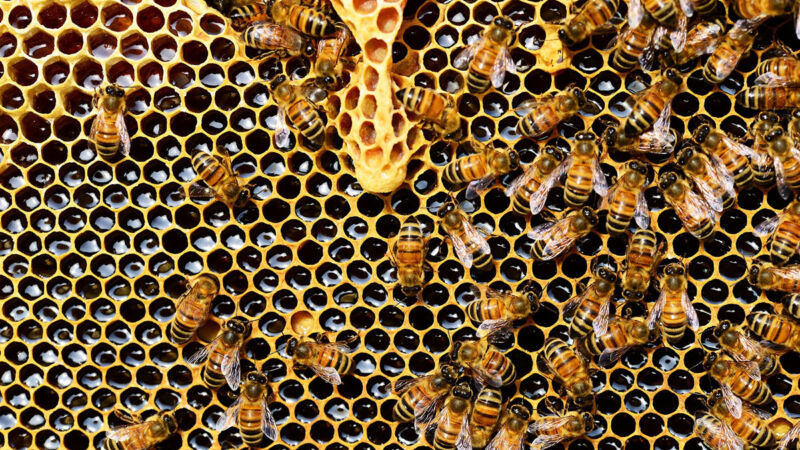 “Animal architecture” as a model
